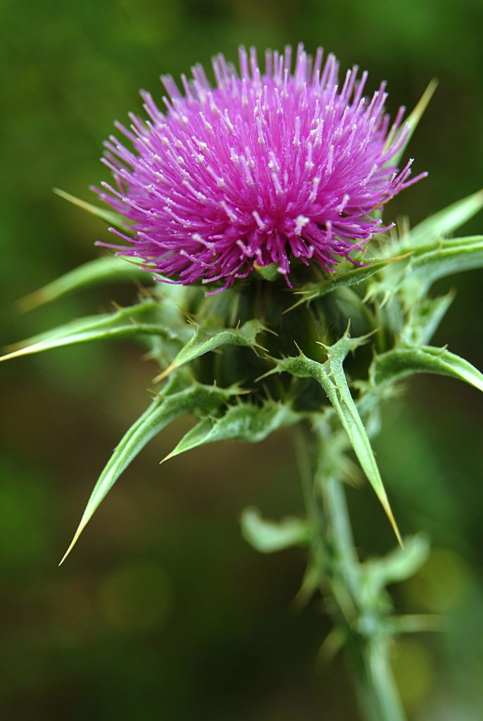 Milk Thistle Seeds: Your Essential Guide to Liver Health